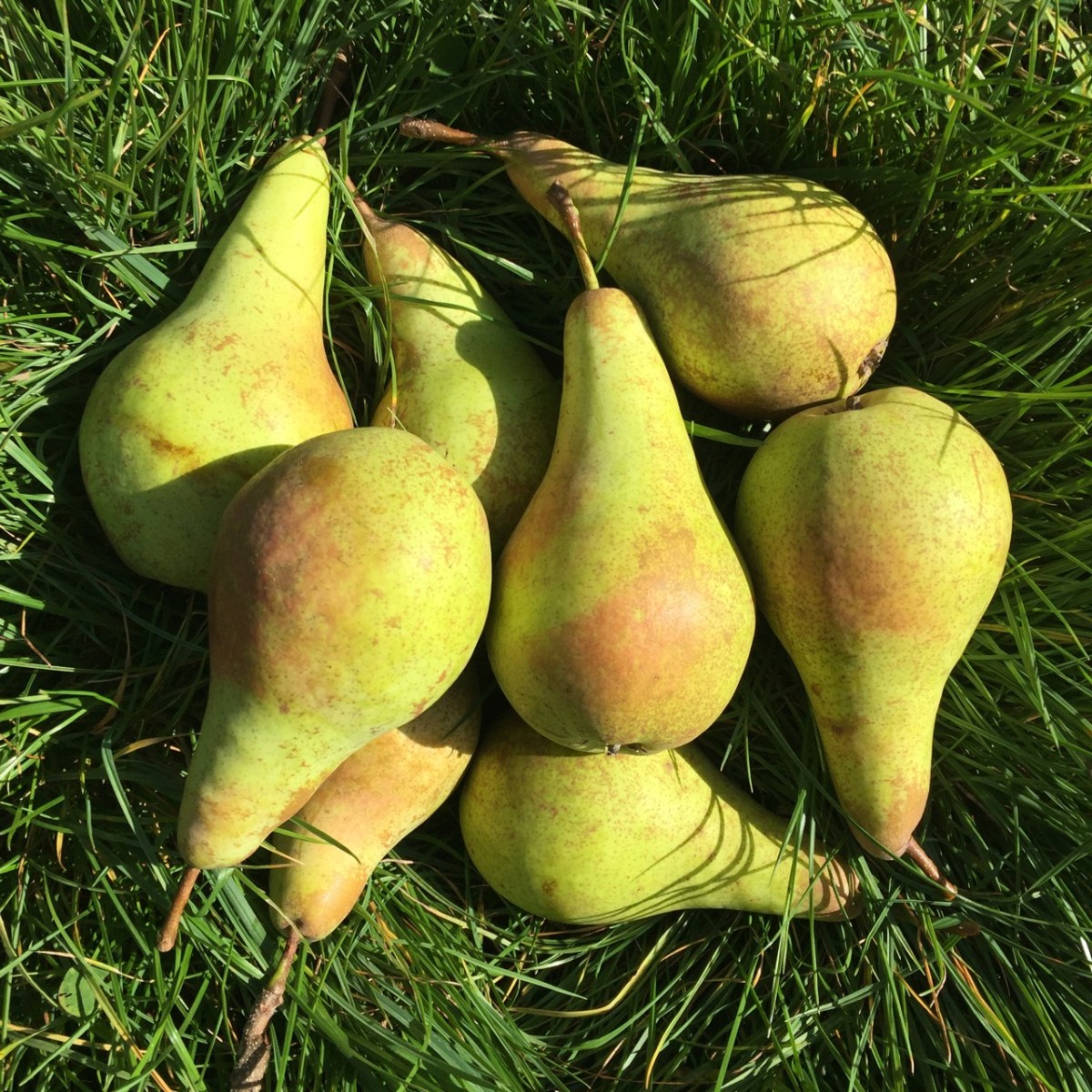 Acts of Tree Kindness: Growing Food – Climate Museum UK