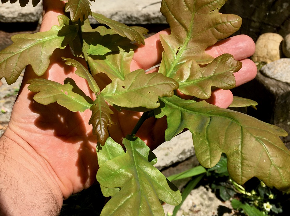 Acts of Tree Kindness: Planting and Protection – Climate Museum UK